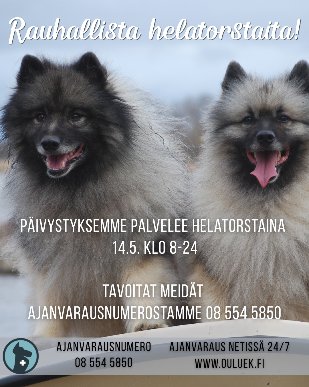 Miten tunnistaa koiran epilepsian ensioireet: Opas koiranomistajille ...